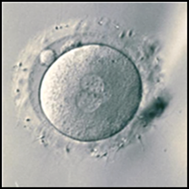 What happens during IVF - Newcastle Hospitals NHS Foundation Trust